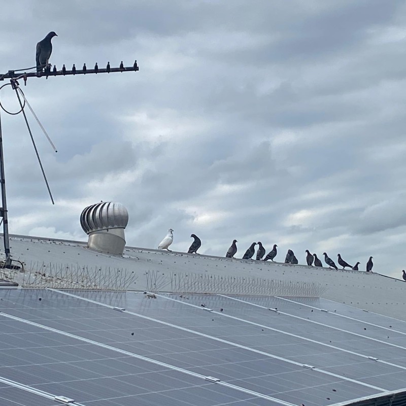 Bird Proofing Your Roof | Solar Pigeon Proofing | Australia