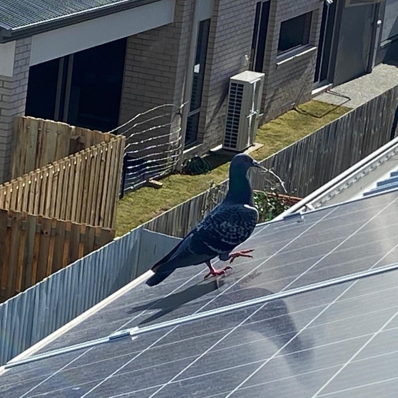 Solar Panel Pigeon Protection | Solar Pigeon Proofing | Australia